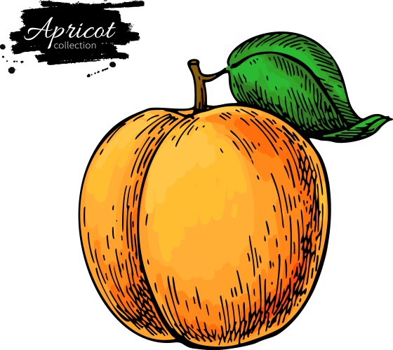 Apricot branch drawing hand drawn isolated Vector Image