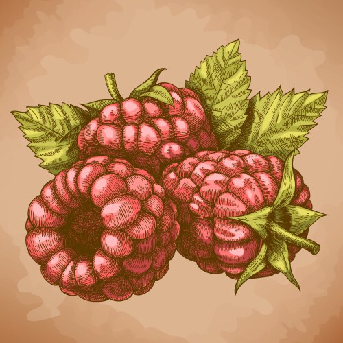 Raspberry Vector Images (over 31,000)