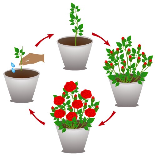 A growth cycle of chinese rose plant Royalty Free Vector