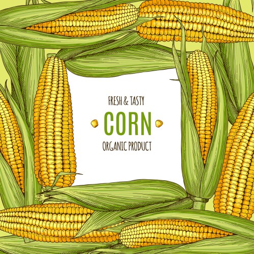 Sweet corn poster label sticker template Vector Image