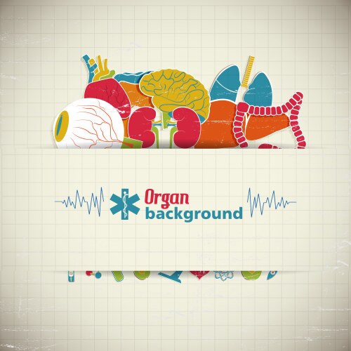 Human organs concept Royalty Free Vector Image