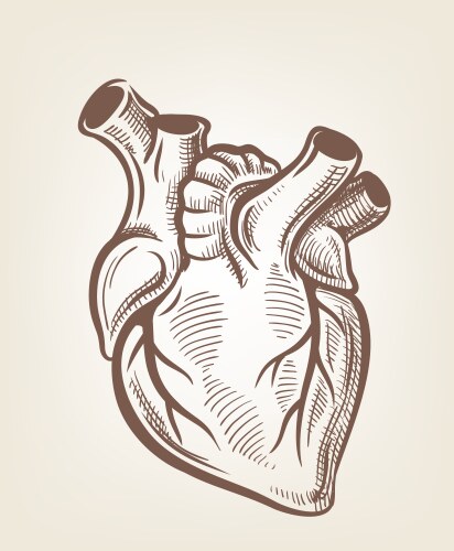 Human heart Royalty Free Vector Image - VectorStock