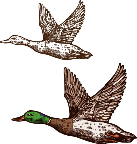 Mallard Duck Vector Images (over 2,900)