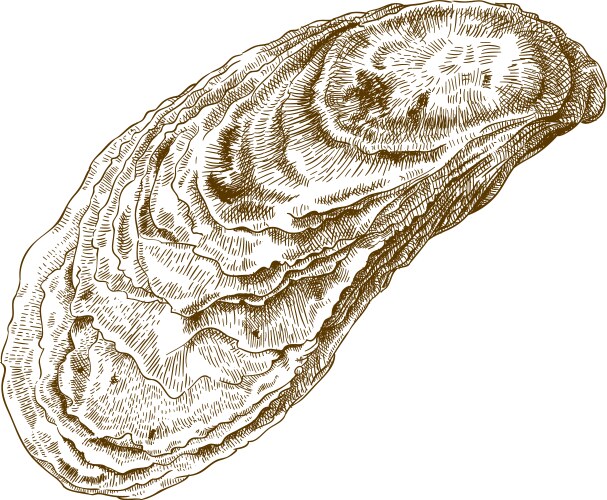 Oyster Vector Images (over 17,000)
