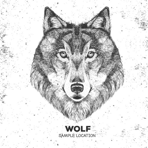 Wolf muzzle sketch Royalty Free Vector Image - VectorStock