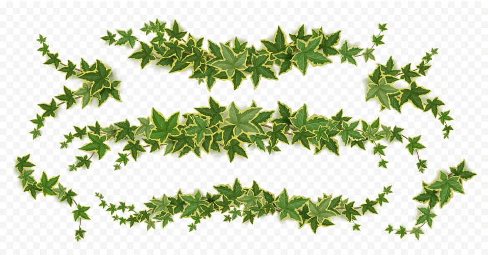 Border Ivy Vector Images (over 1,200)