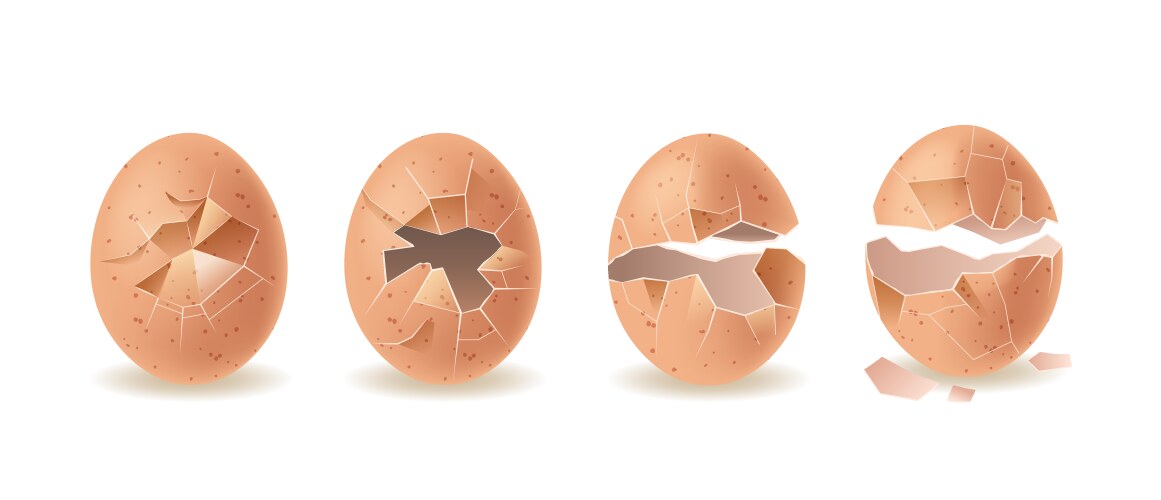 Sequence showing the stages of brown egg Vector Image