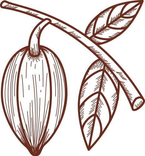 Cacao Tree Vector Images (over 2,200)