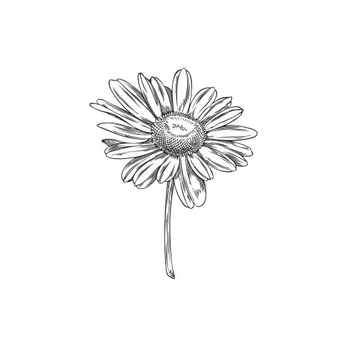 Wildflower in sketch style Royalty Free Vector Image