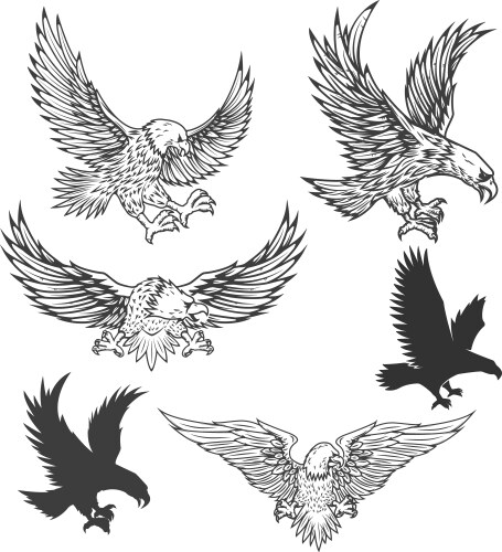 Flying Eagle Vector Images (over 45,000)