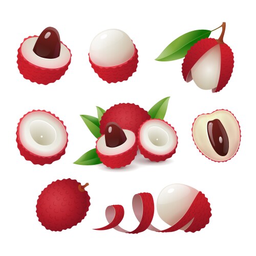 Lychee Vector Images (over 3,800)