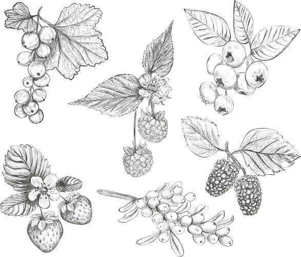 Collection of hand drawn sketched berries Vector Image