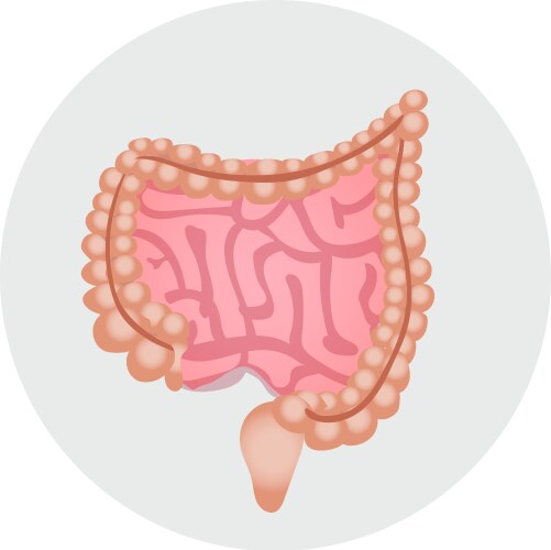 Intestines Vector Images (over 17,000)