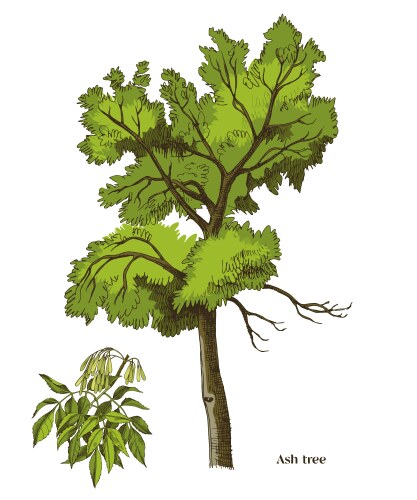 Ash Tree Vector Images (over 5,400)