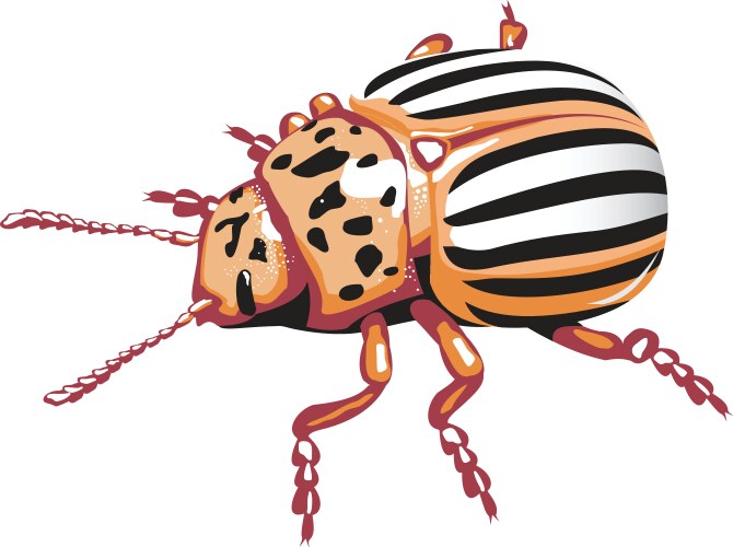 Potato beetle insect cartoon Royalty Free Vector Image