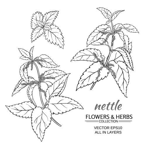 Nettle Vector Images (over 1,100)