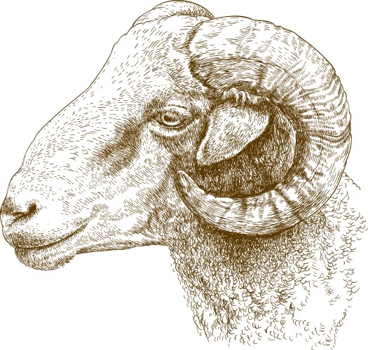Engraving ram head Royalty Free Vector Image - VectorStock