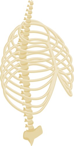 Realistic human skeletal system infographics Vector Image