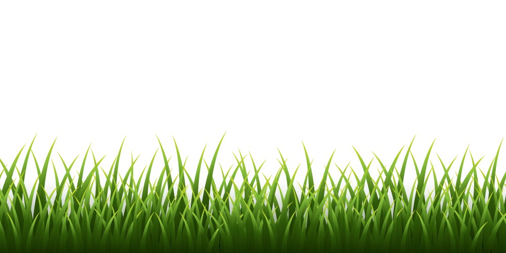 Green Grass Border Isolated White Background Vector Image