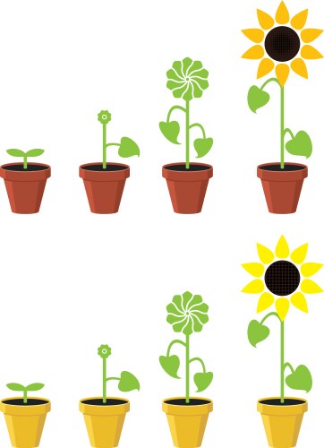 Sunflower plant growth stages concept Royalty Free Vector