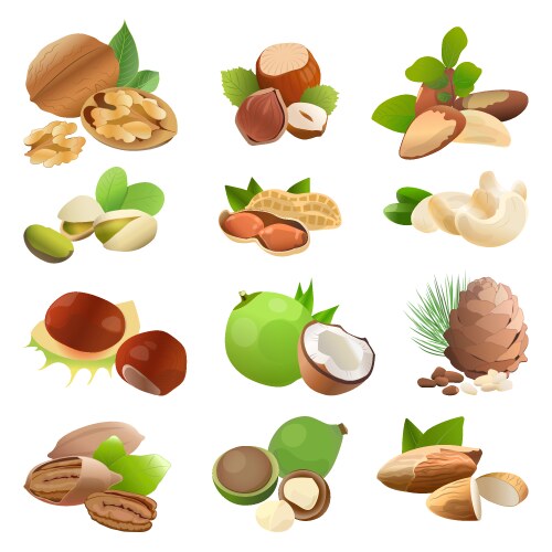Nuts set Royalty Free Vector Image - VectorStock