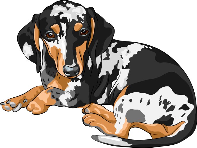 Dachshund Vector Images (over 8,400)