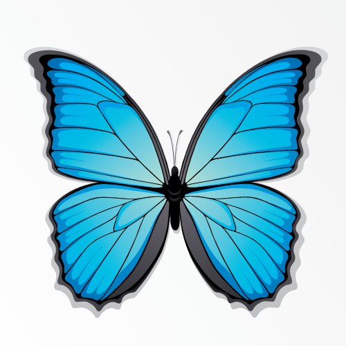 Vibrant blue butterfly wing design – Royalty-Free Vector | VectorStock