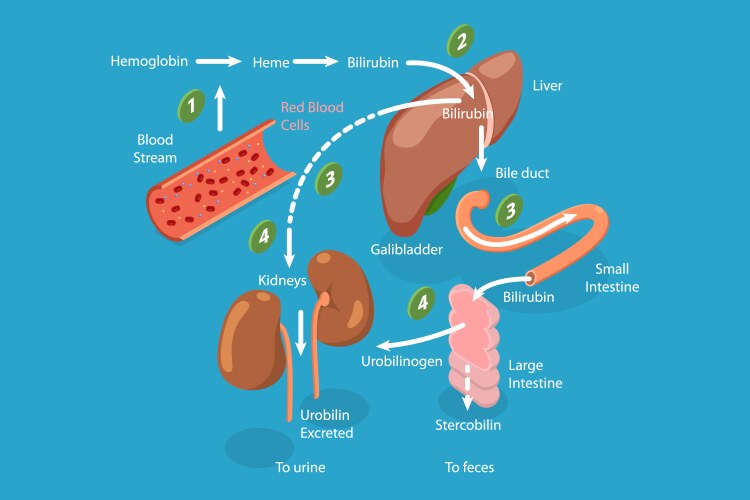 3d isometric flat of hepatitis Royalty Free Vector Image