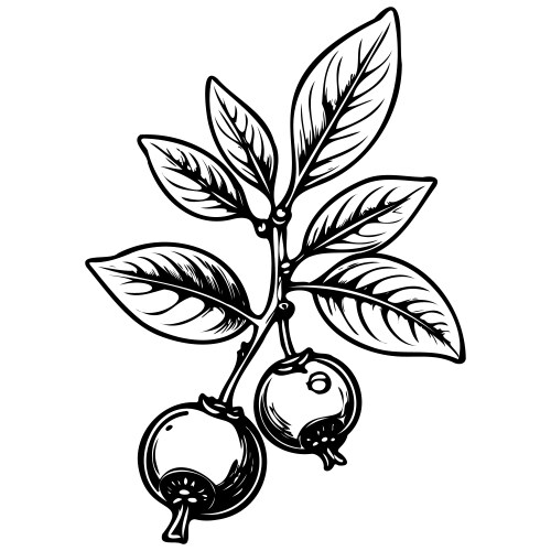 Plant Huckleberry Drawing Vector Images (over 280)