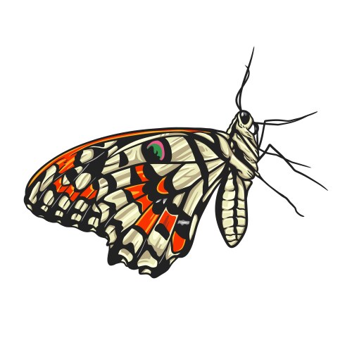 Butterfly Side View Vector Images (over 330)