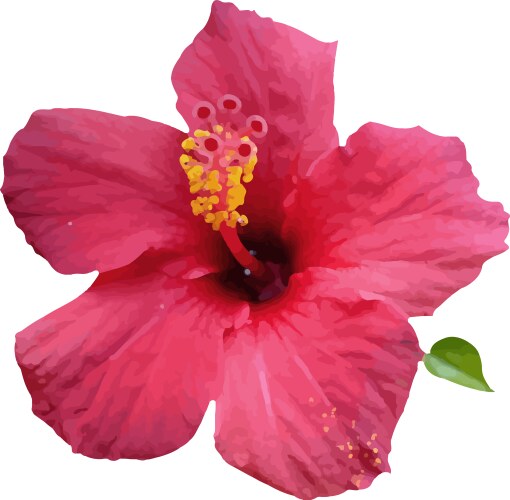 Hibiscus Vector Images (over 27,000)