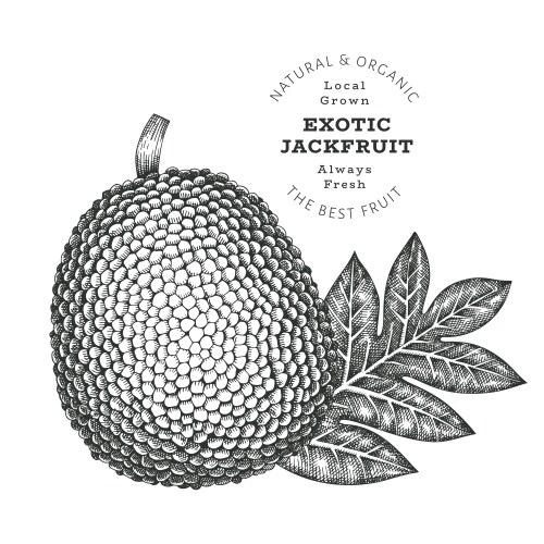 Jackfruit Tree Vector Images (over 260)