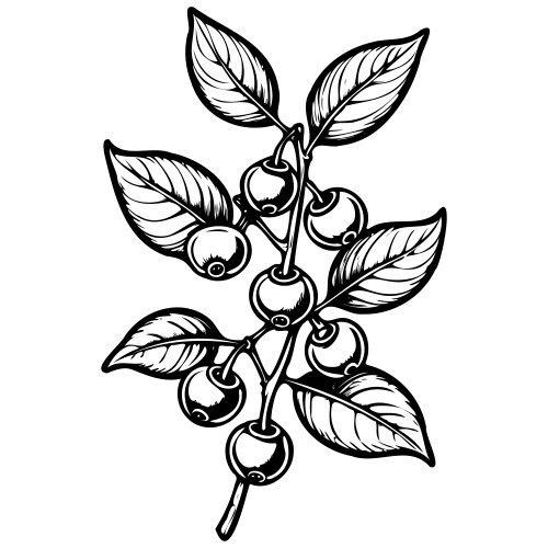 Red huckleberry hand drawn fruit transparent Vector Image