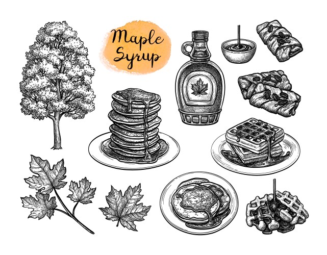 Sugar Maple Vector Images (over 1,100)