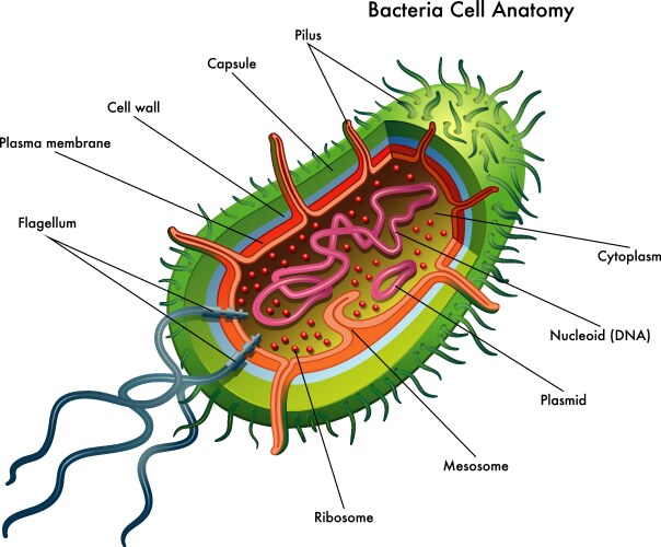 Cell Wall of Bacteria Vector Images (over 760)