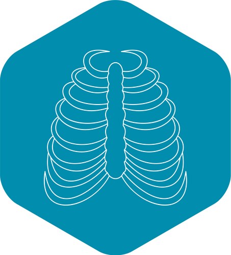 Rib Cage Outline Vector Images (94)