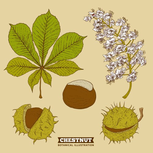 Chestnut drawing engraving ink line art Royalty Free Vector