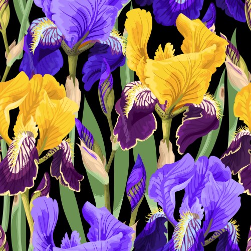 Iris Vector Images (over 25,000)
