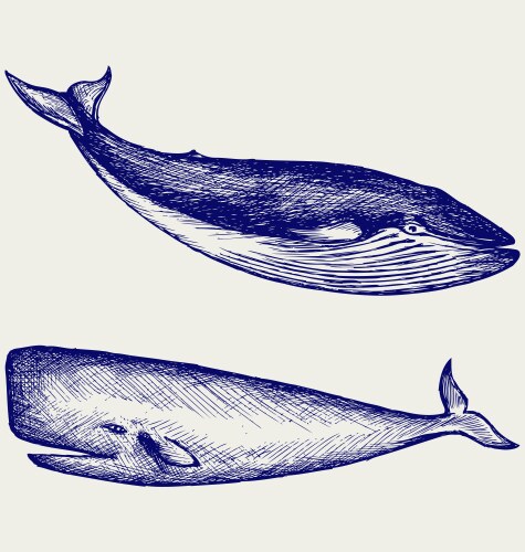 Whale spout Royalty Free Vector Image - VectorStock