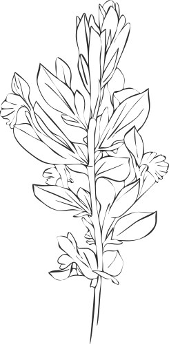 Green outline flower Royalty Free Vector Image