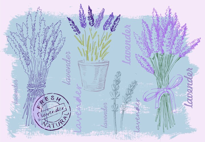 Lavender Vector Images (over 20,000)