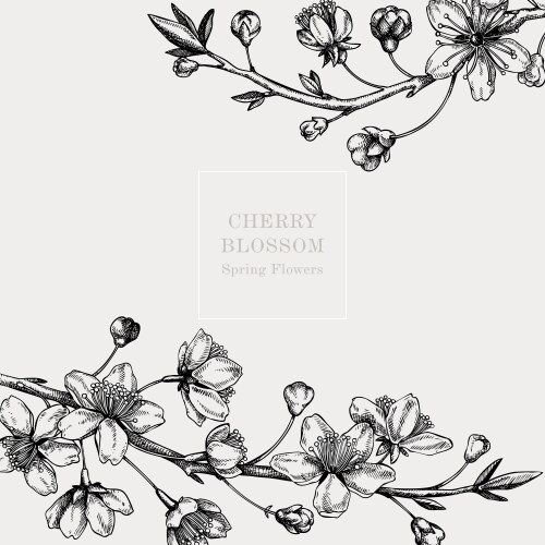 Cherry Blossom Drawing Vector Images (over 6,000)