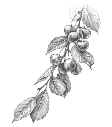 Cherry Tree Drawing Vector Images (over 4,000)