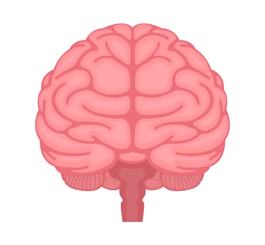 Brain Outline Front View