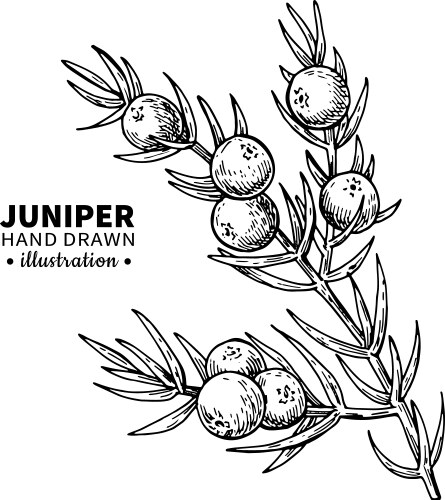 Juniper drawing isolated vintage Royalty Free Vector Image