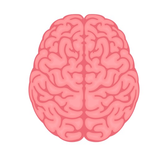 Human brain front view Royalty Free Vector Image