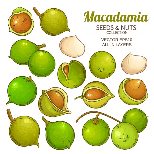 Macadamia branches frame Royalty Free Vector Image