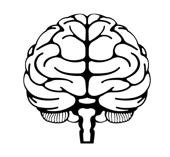 Brain Front View Vector Images (over 370)