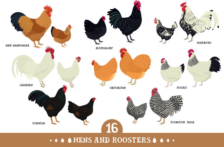 Chickens Vector Images (over 220,000)