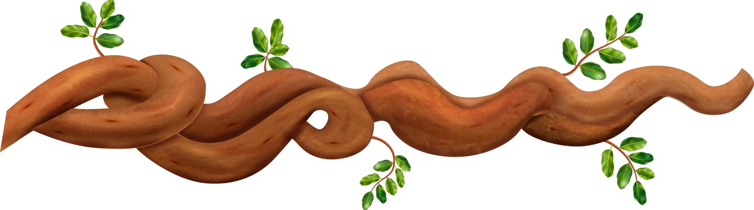 Realistic vine Royalty Free Vector Image - VectorStock